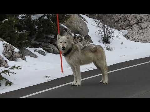 Yellowstone Wolf Stops Traffic & Lets Out Epic Howl - Unofficial Networks