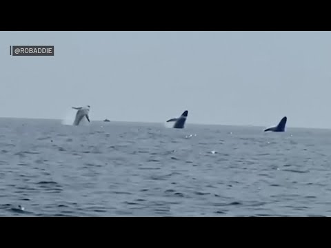 VIDEO: 3 Humpback Whales Jump In Unison Off Cape Cod - Unofficial Networks