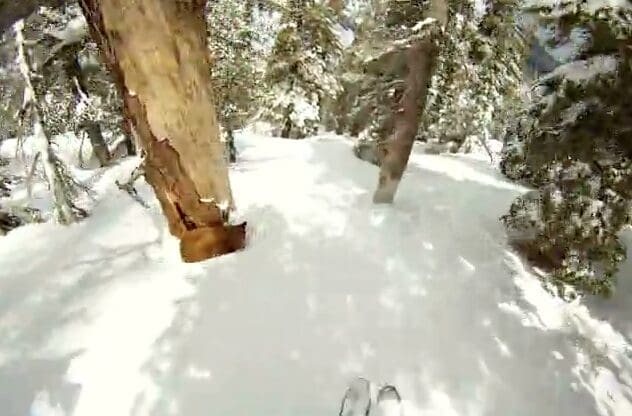I Almost Skied Into a BEAR! - Unofficial Networks