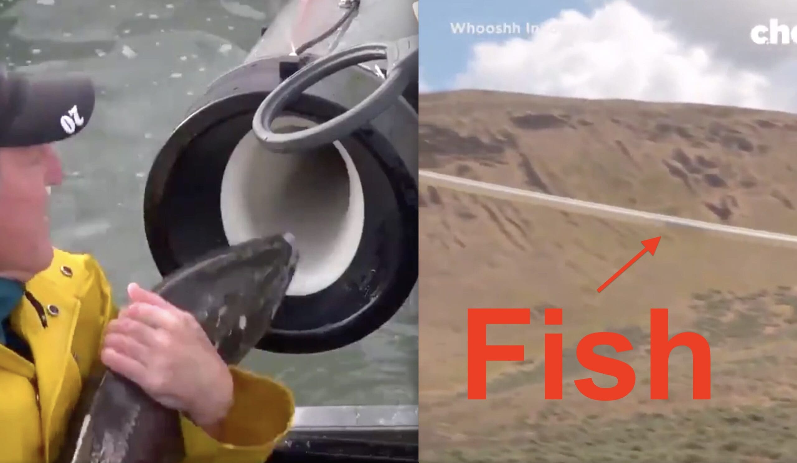 This "Salmon Cannon" Shoots Fish Over Dams, Saving Them Days Of ...