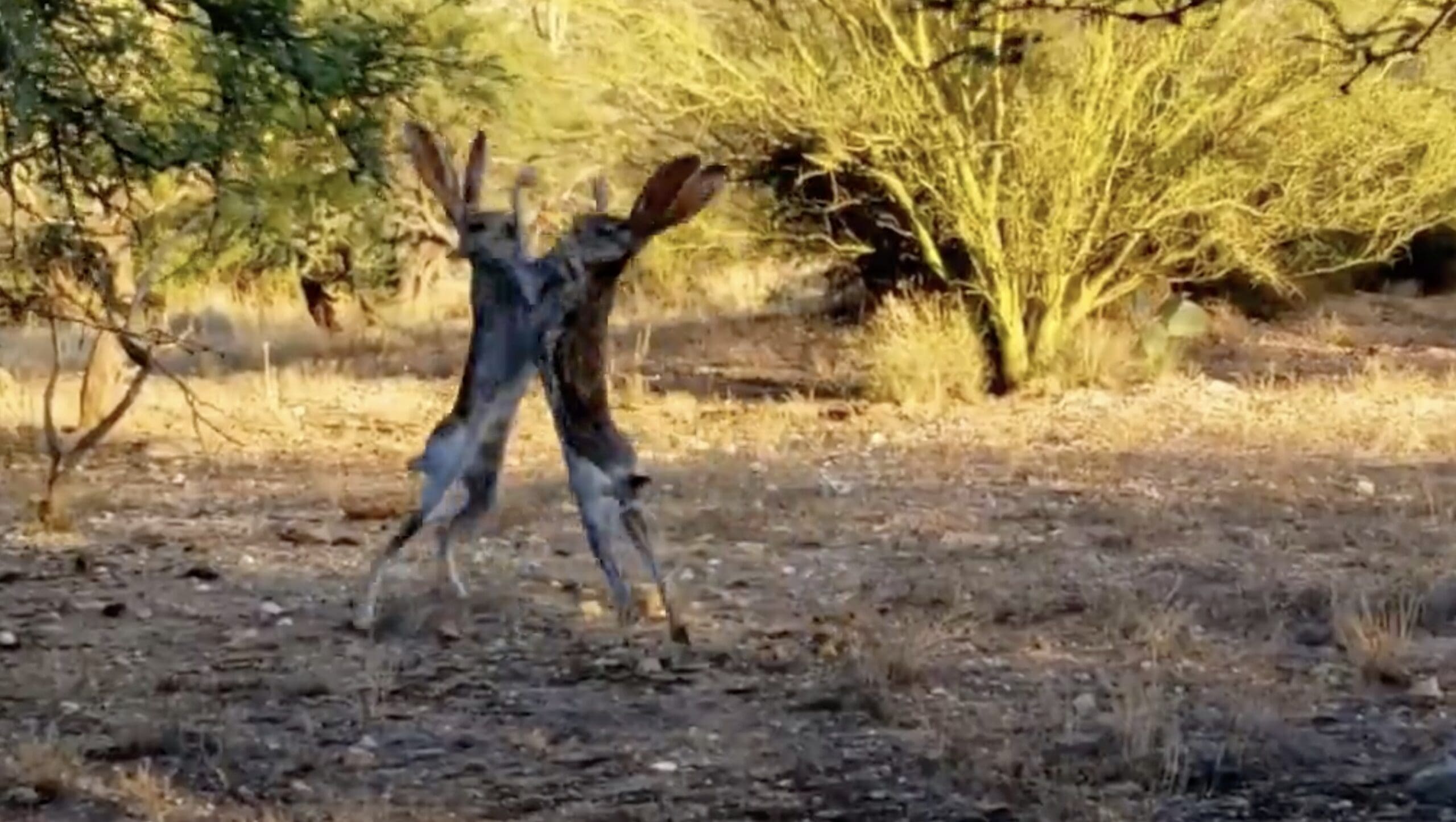 Ferocious Jackrabbit Fight Caught on Camera in Arizona - Unofficial ...