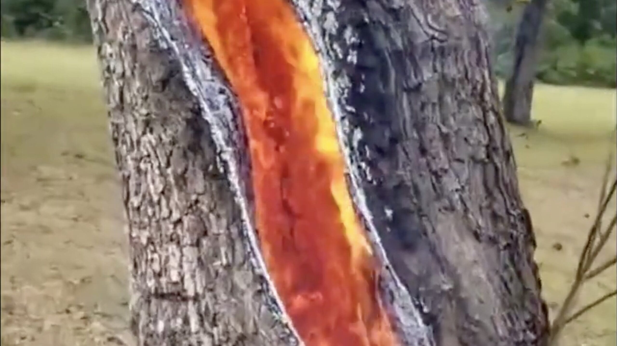 Lightning Strike Instantaneously Strips Bark Off Pine Tree - Unofficial ...