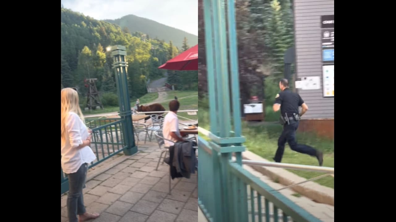 It's Been 1 Year Since Jeff "The Hot Cop" Chased A Bear At Telluride ...