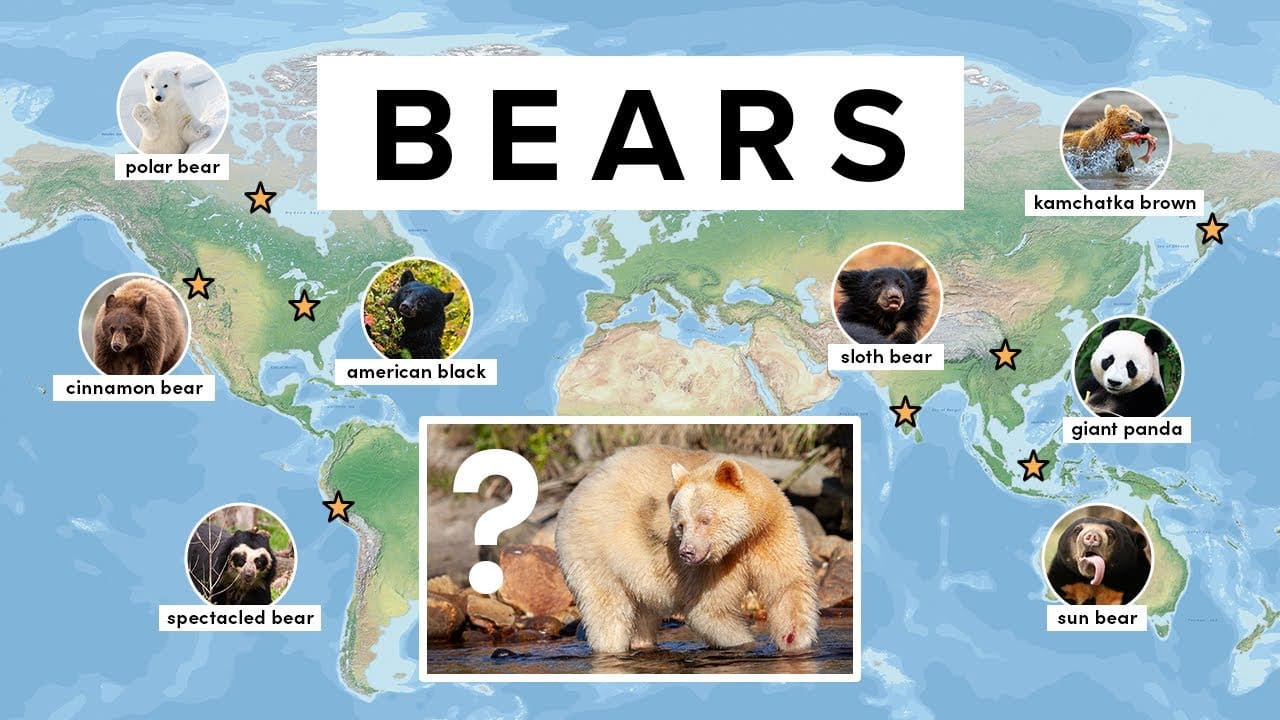Video Complete Breakdown Of All 8 Species Of Bear 7 Rare Subspecies
