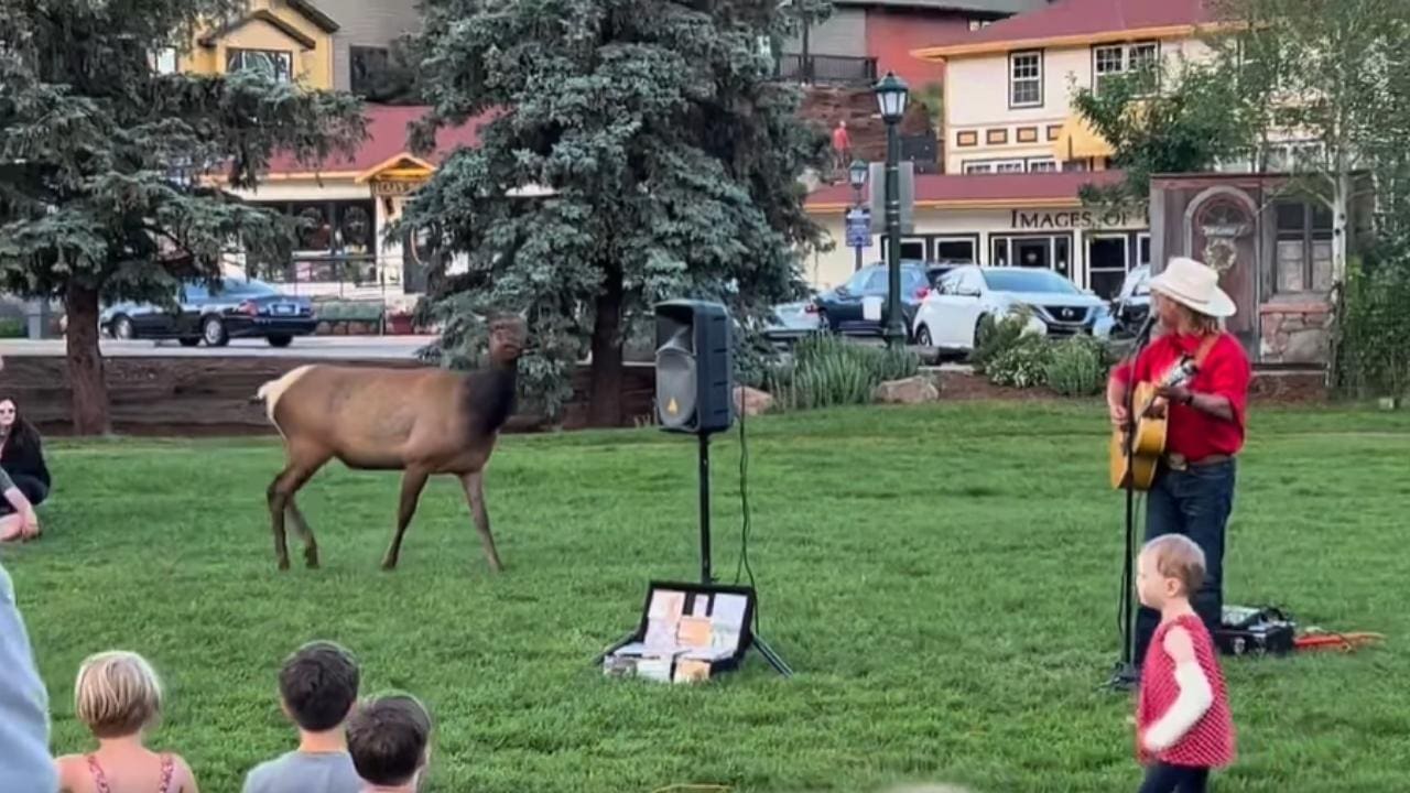 Elk Attacks Tourists Day Before Elk Festival - Unofficial Networks