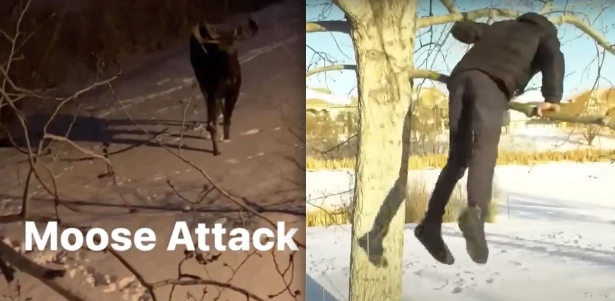 VIDEO: Canadian Man Climbs Tree To Escape Aggressive Moose - Unofficial ...