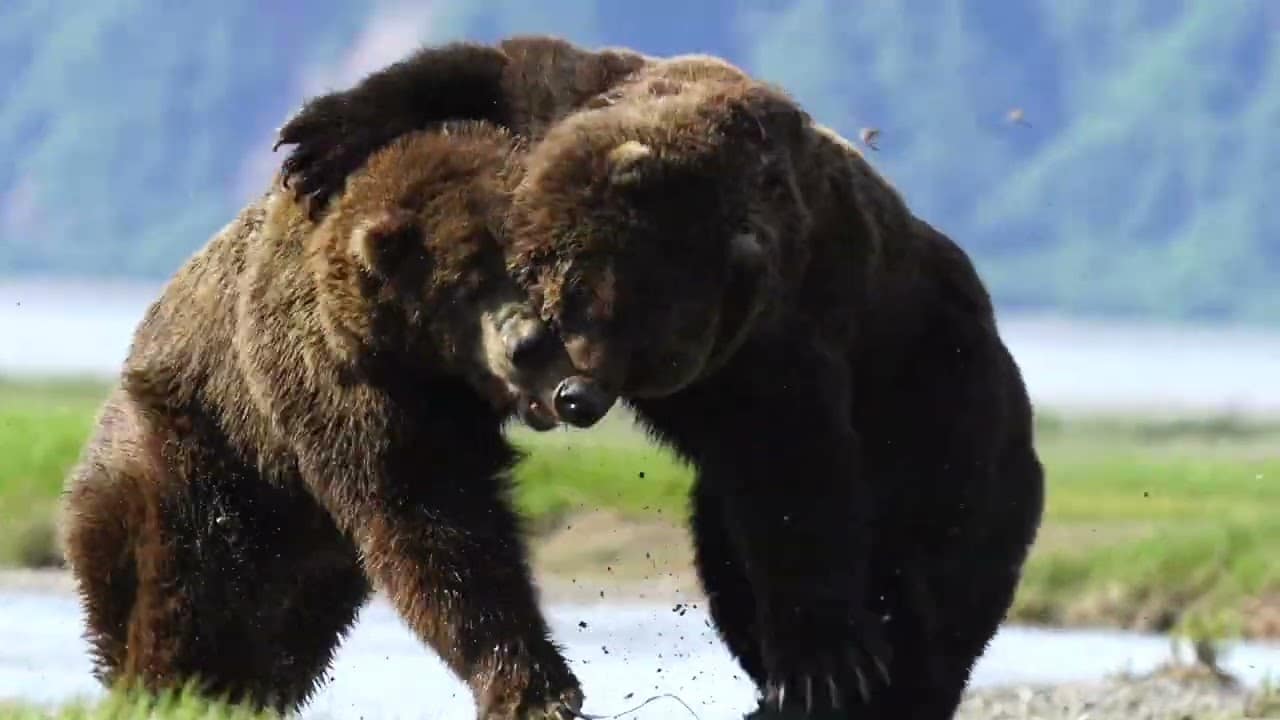 VIDEO: Intense Grizzly Bear Brawl Filmed In Alaska's Lake Clark ...