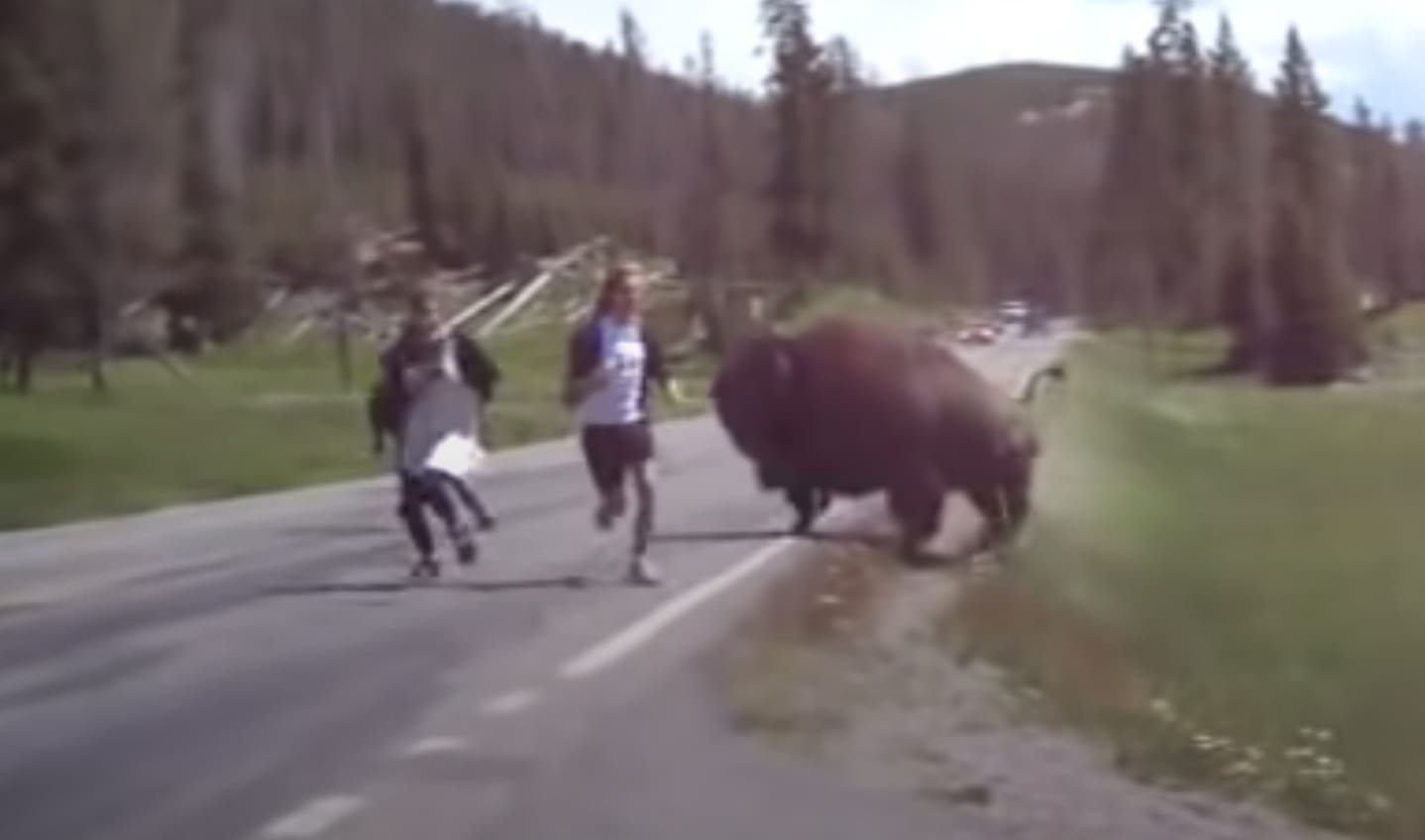 Woman Provides Hilarious Commentary As Yellowstone Bison Attacks ...