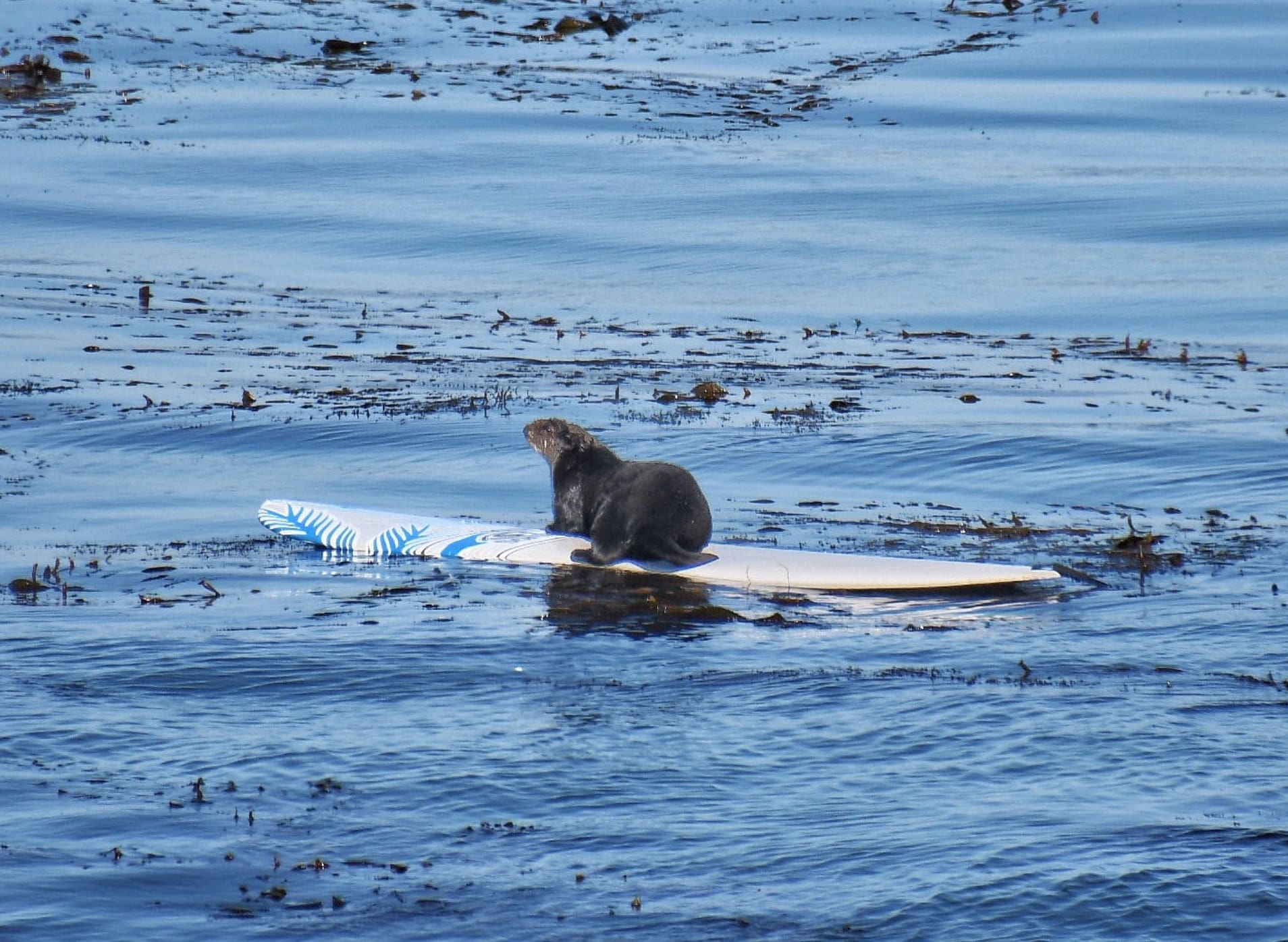 Aggressive Sea Otter Repeatedly Steals Surfboards - Unofficial Networks