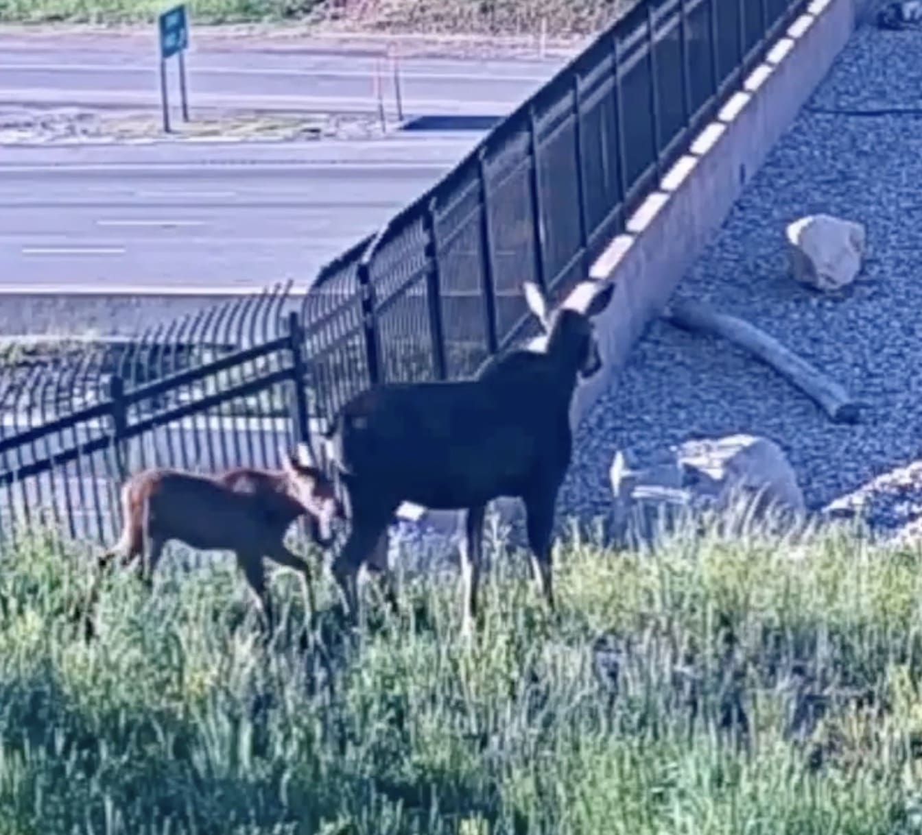WATCH: Wildlife Crossing In Utah Has Been Worth Every Penny ...