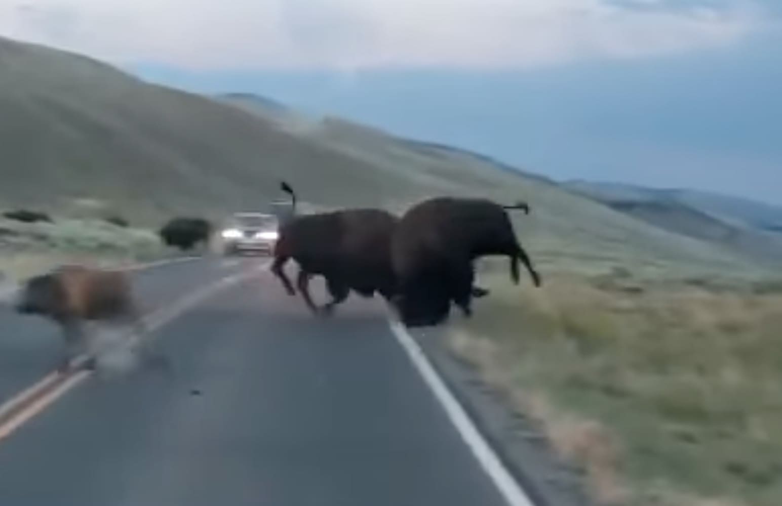 Watch: Clashing Bison Cause Traffic Jam In Yellowstone - Unofficial ...