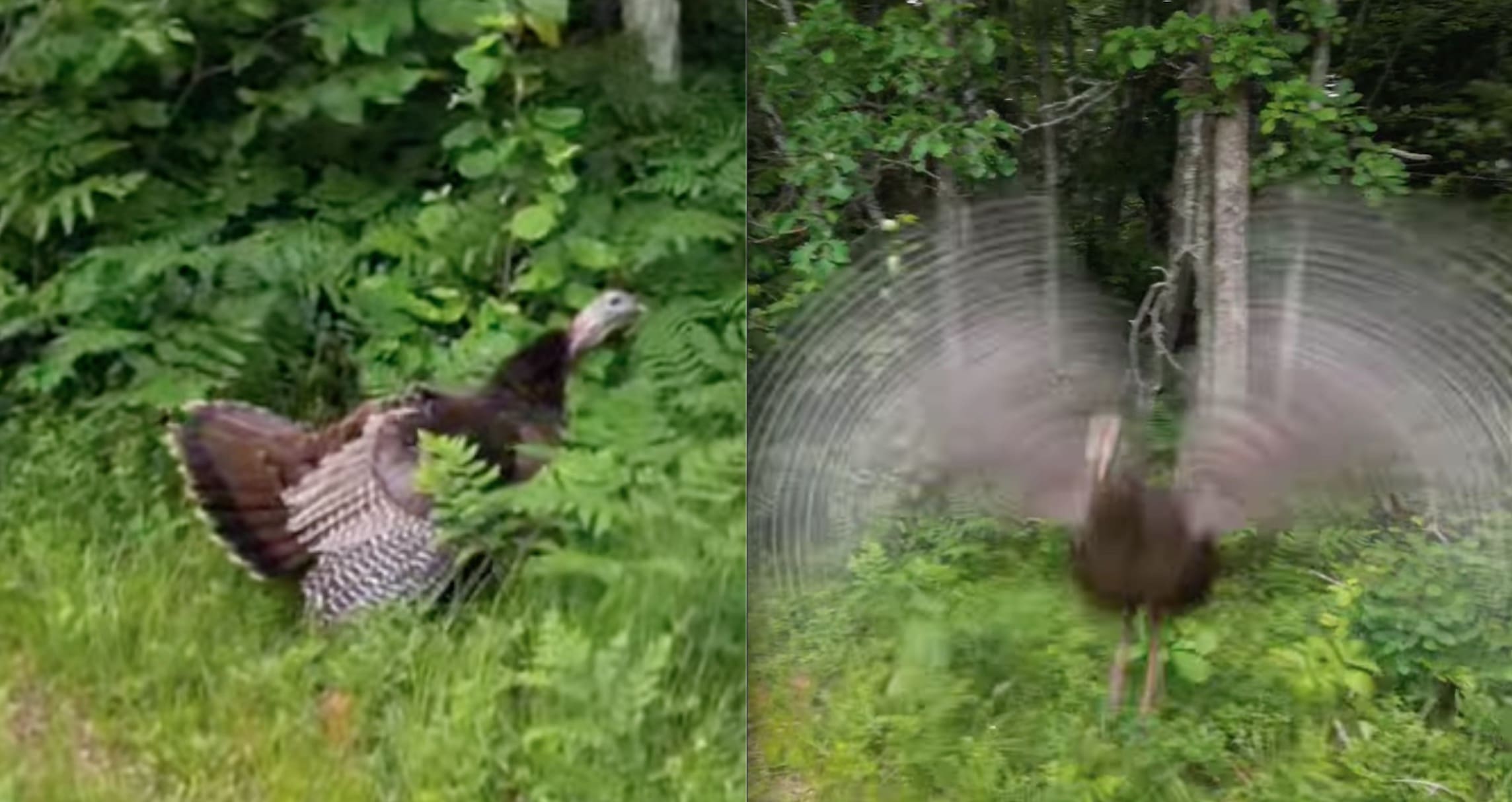 Wild Turkey Attacks Pesky Drone - Unofficial Networks
