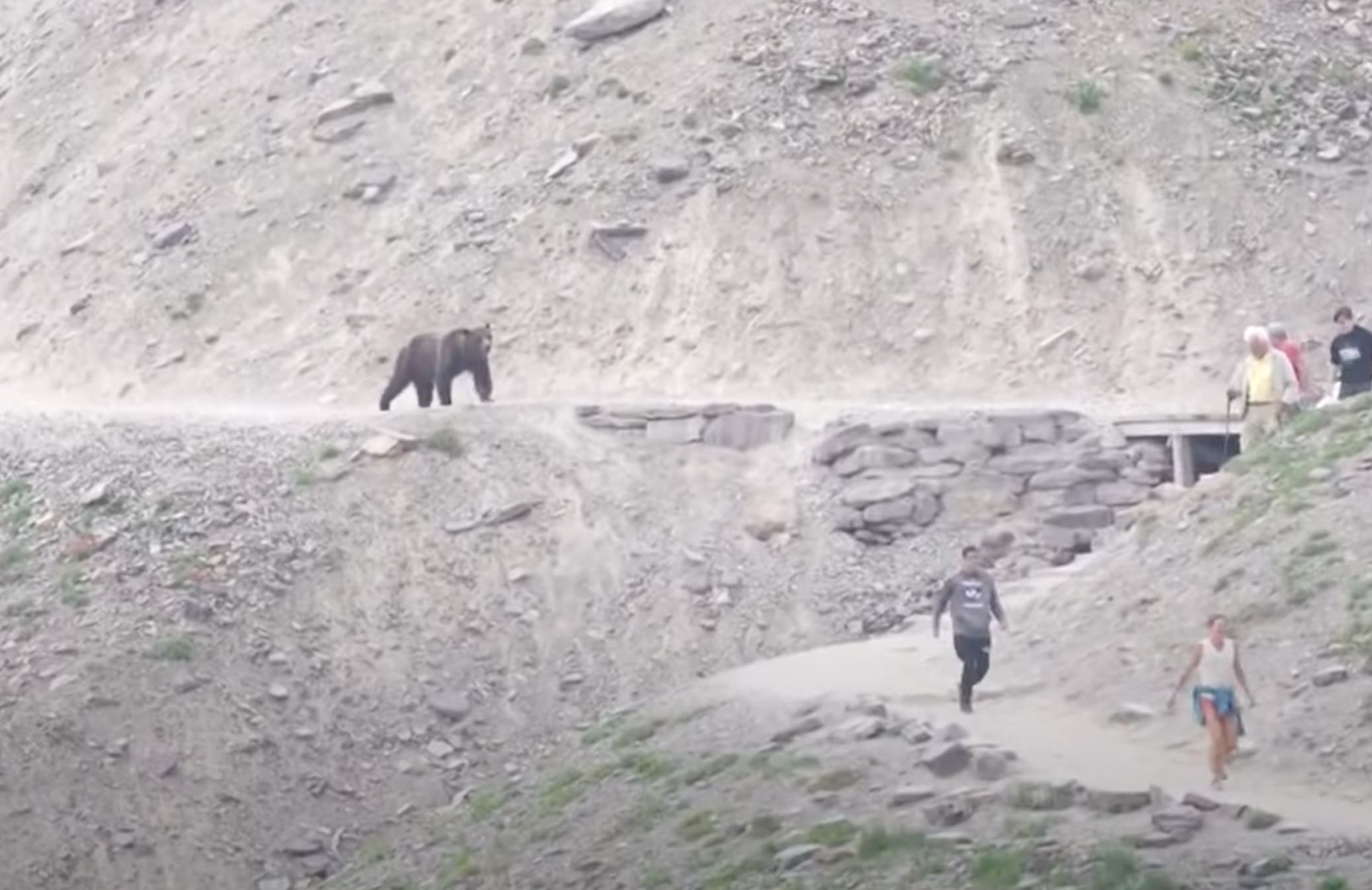 VIDEO: Grizzly Bear Sends Glacier National Park Hikers Running ...