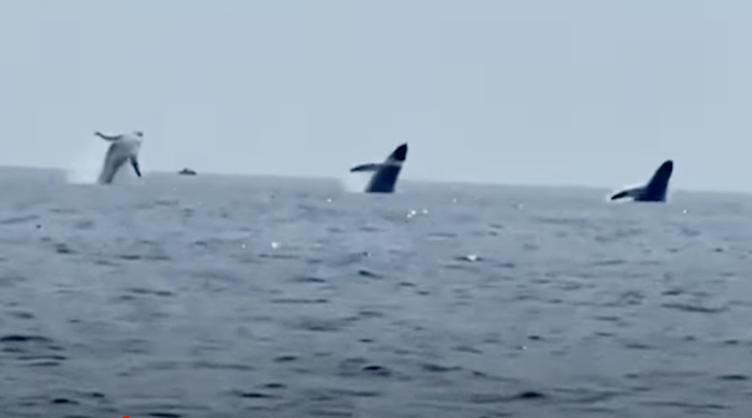 VIDEO: 3 Humpback Whales Jump In Unison Off Cape Cod - Unofficial Networks