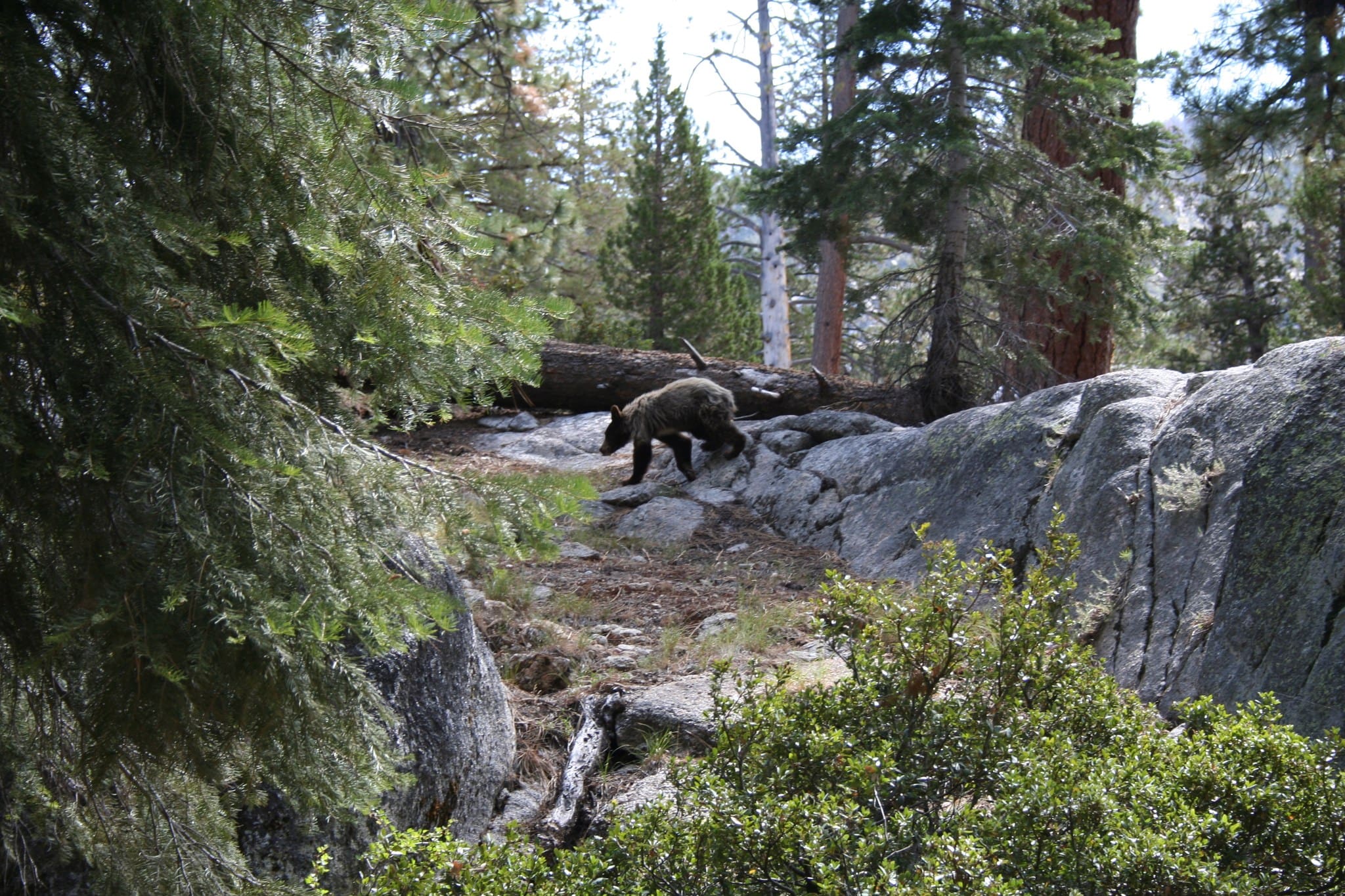 Yosemite Encourages Visitors To Take A Closer Look At Bear Poop ...