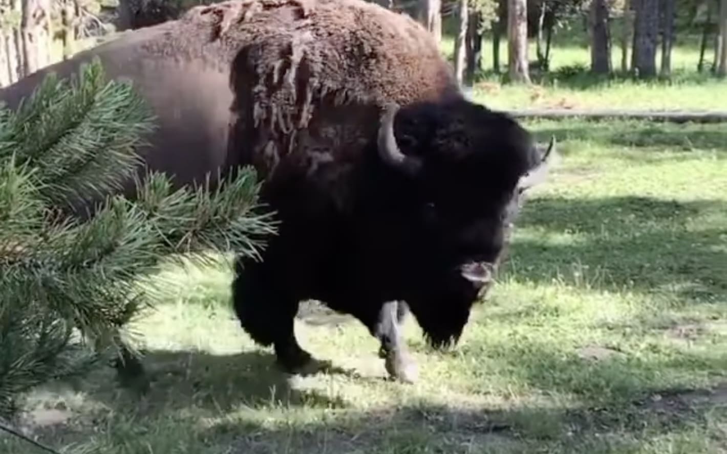 This Is What Happens When You Sneak Up On A Buffalo @ Yellowstone ...