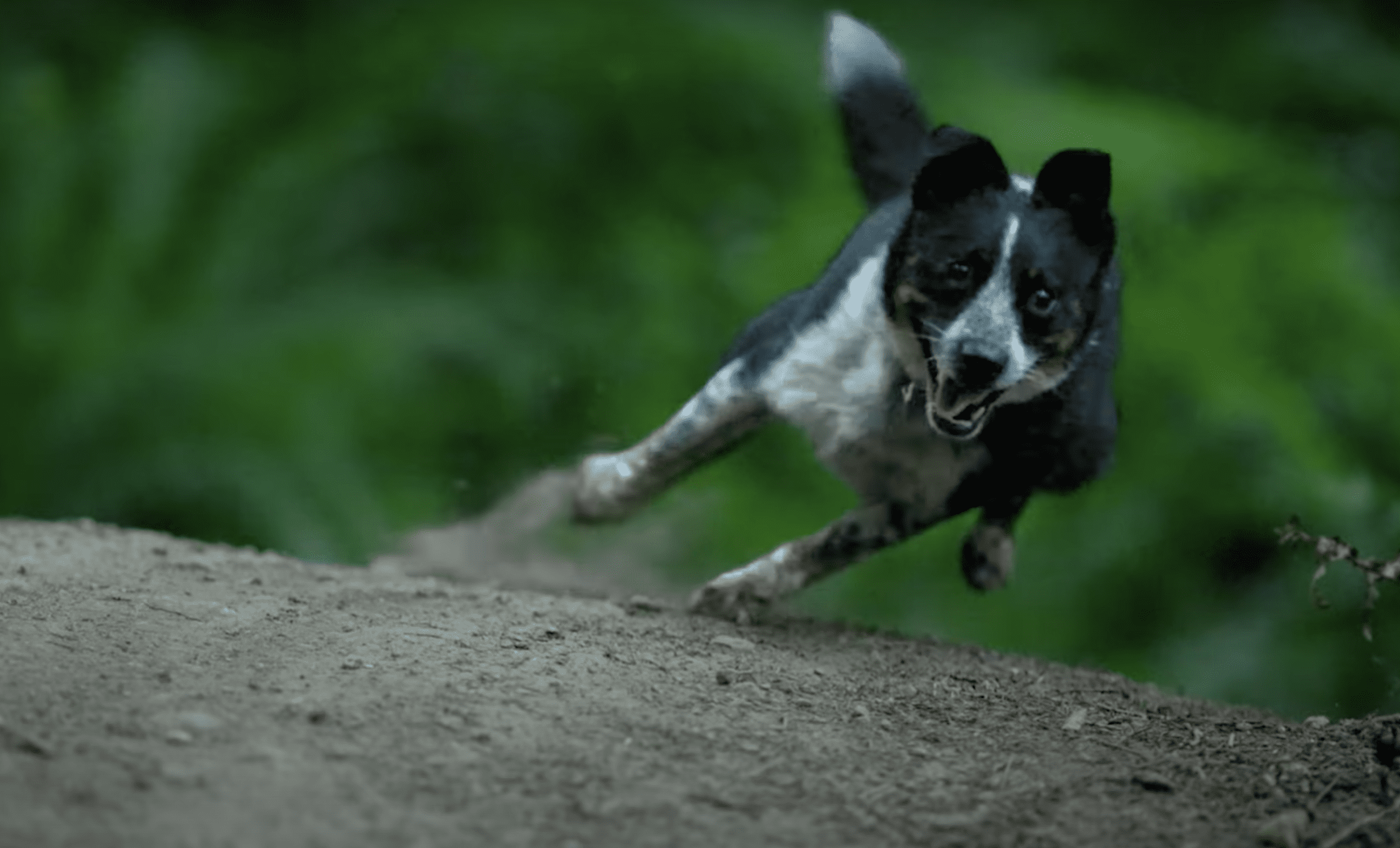 The Pure Joy Experienced By A Trail Dog On A Mountain Bike Trail