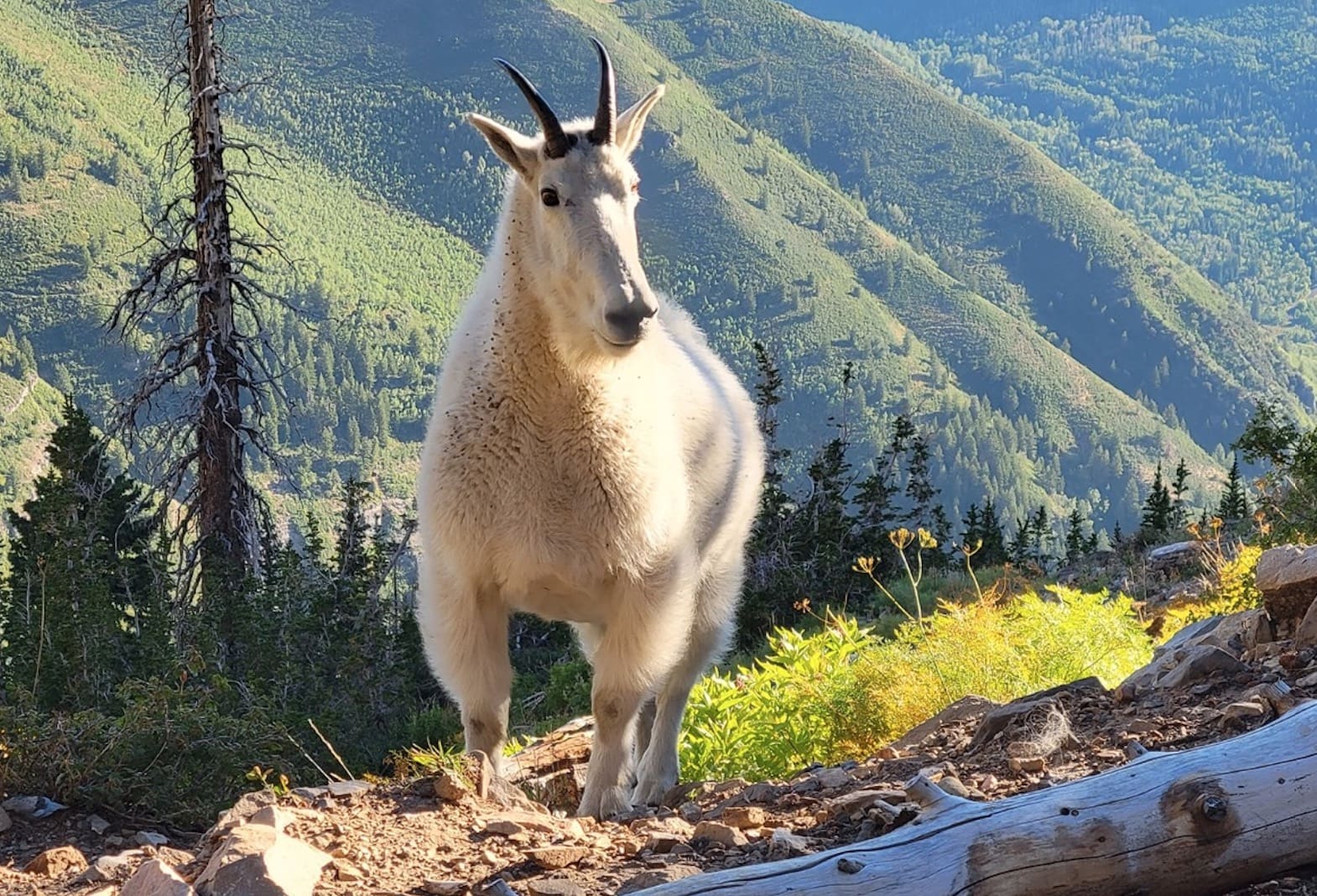 Mountain Goats Have Killed 3 Dogs At Popular Utah Hiking Destination In 1 Month - Unofficial ...