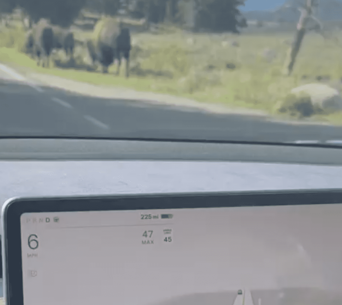 WATCH: Tesla AI Views Yellowstone Bison As Dog/Person Hybrid ...