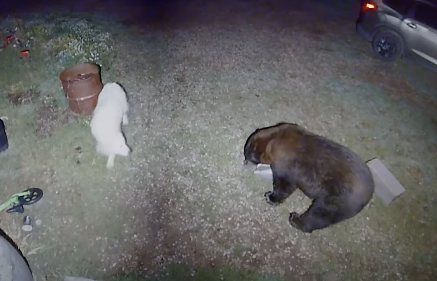 VIDEO: Great Pyrenees Faces Off With Bear Eating Her Dog Food ...