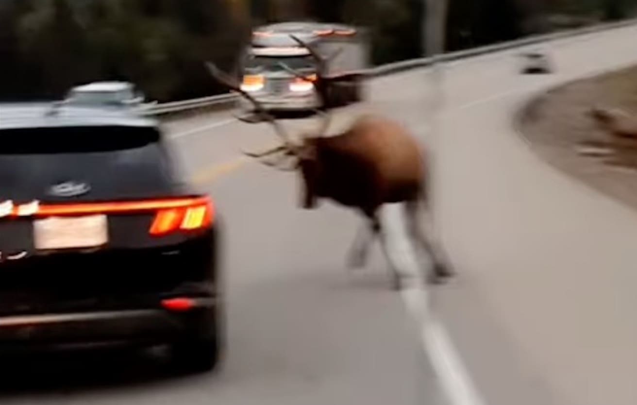 VIDEO: Pissed Off Bull Elk Spears Passing Hyundai - Unofficial Networks