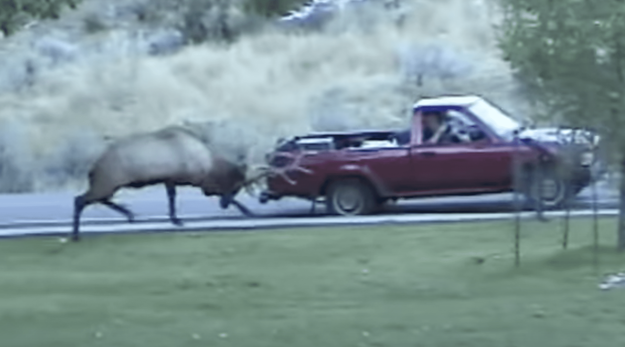 WATCH: Rutting Bull Elk Charges Multiple Cars In Yellowstone ...
