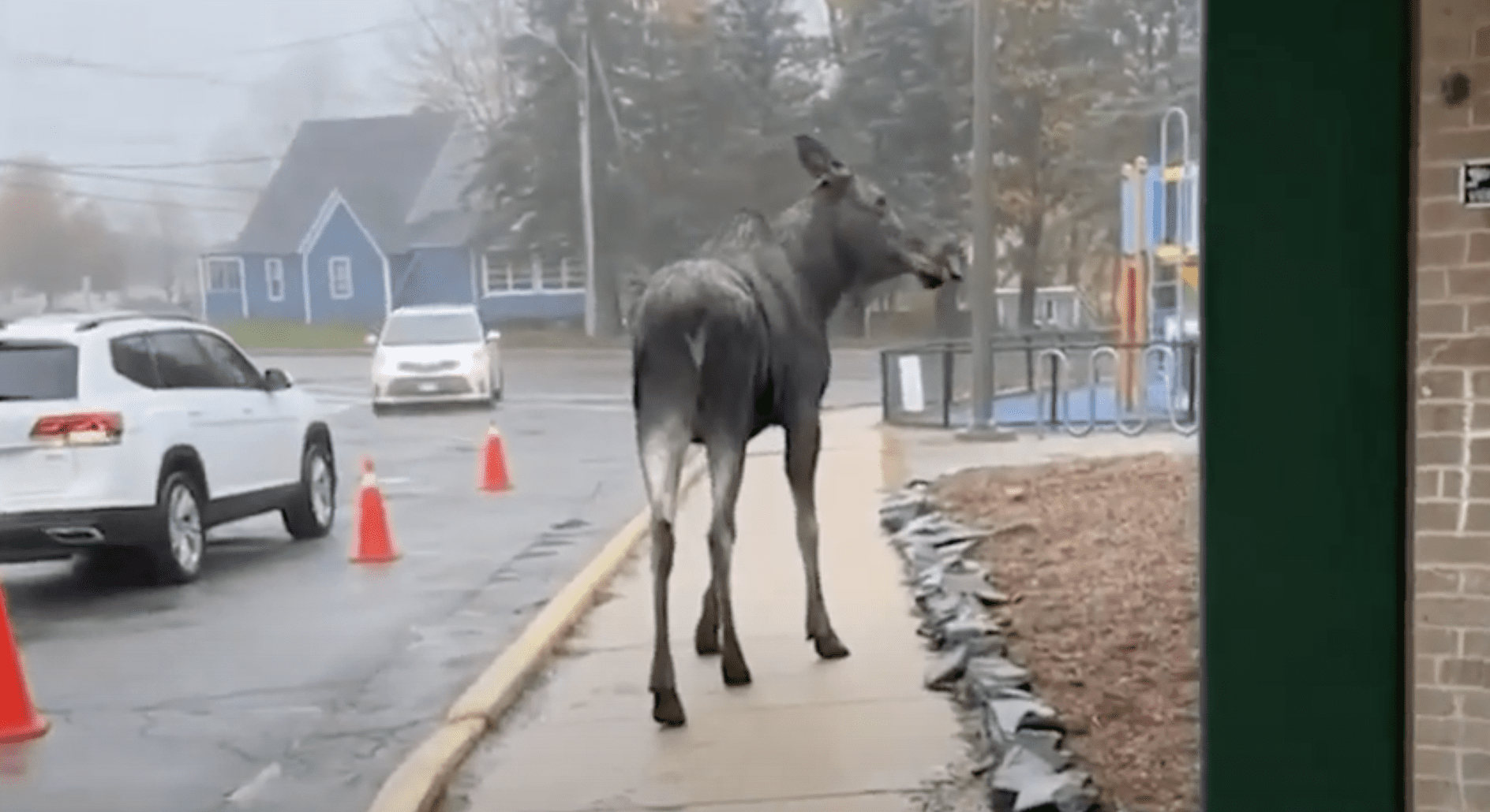 How Orcas Act As A Natural Predator To Moose - Unofficial Networks