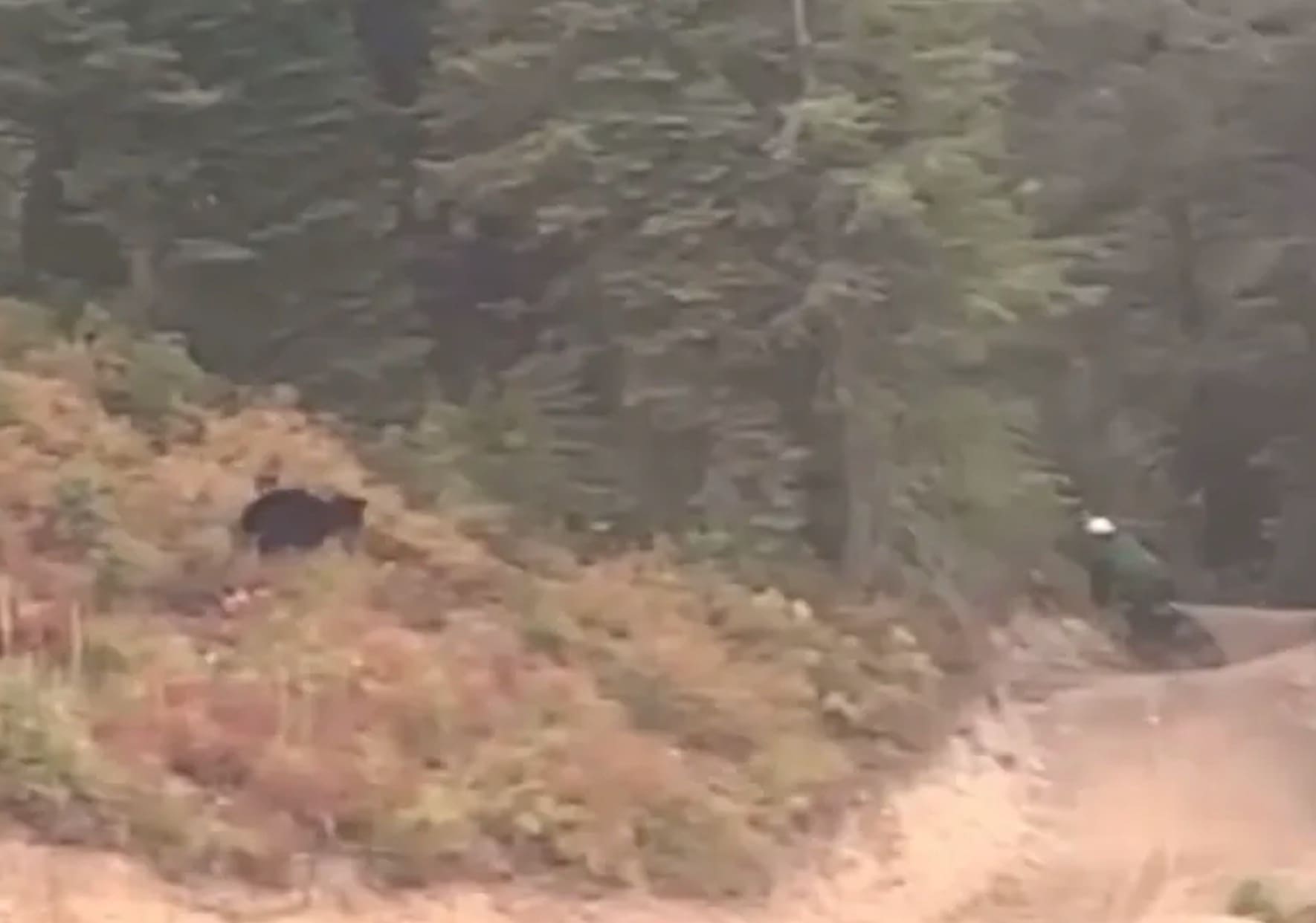 VIDEO: Bear Chases Mountain Biker Down Montana Ski Resort - Unofficial ...