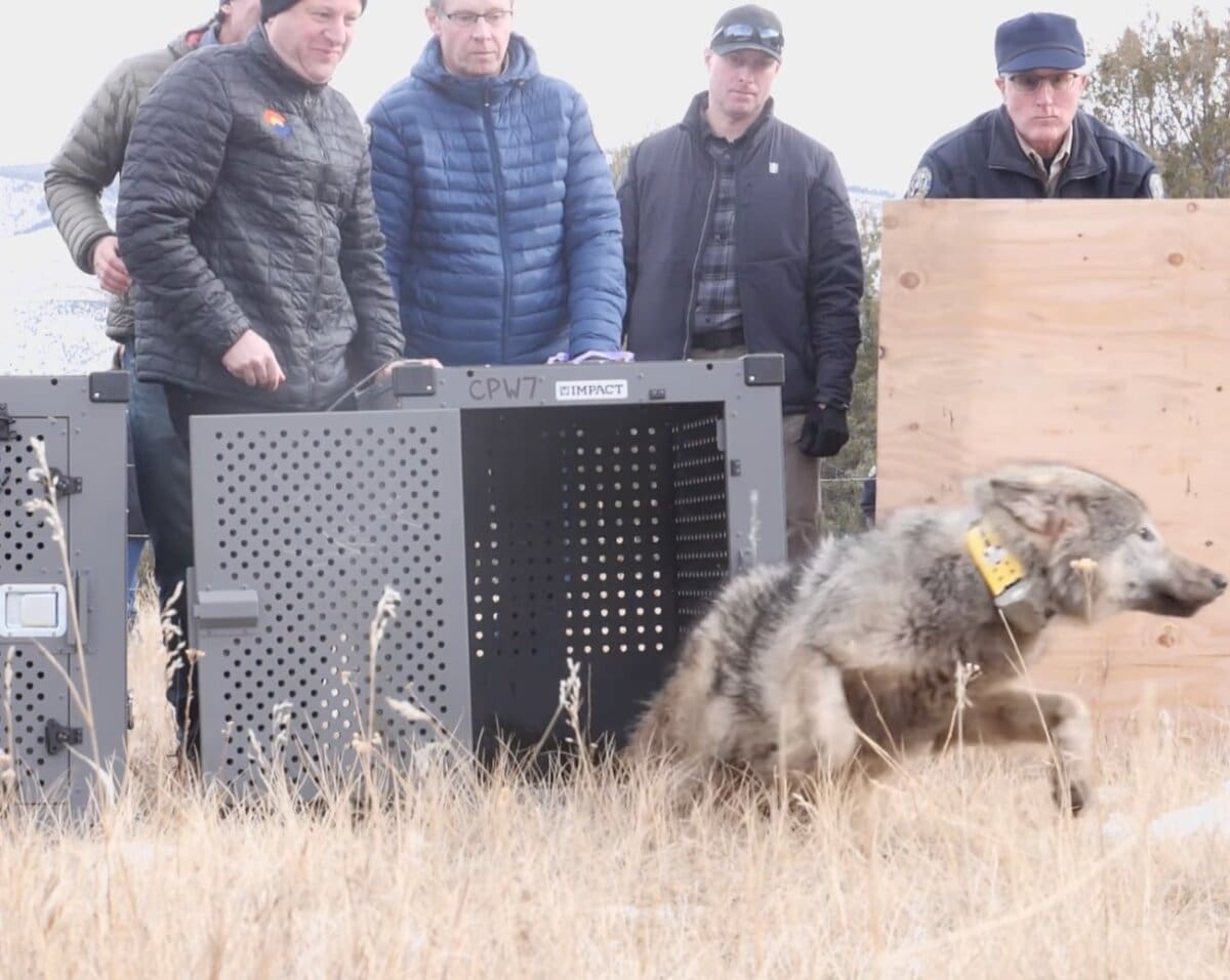 First Grey Wolves Reintroduced In Colorado 3 Years After Voter Approval ...