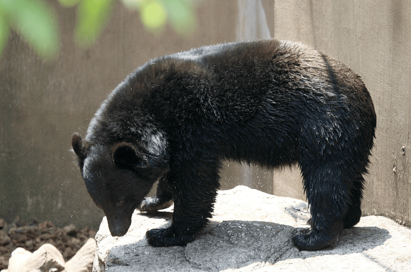Japan Hits Over 200 Bear Attacks In One Year For The First