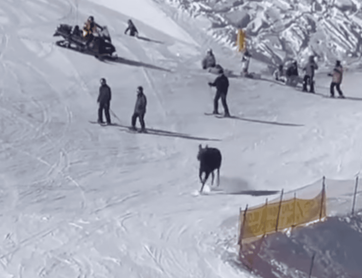 VIDEO: Moose On The Loose @ Winter Park Ski Resort - Unofficial Networks