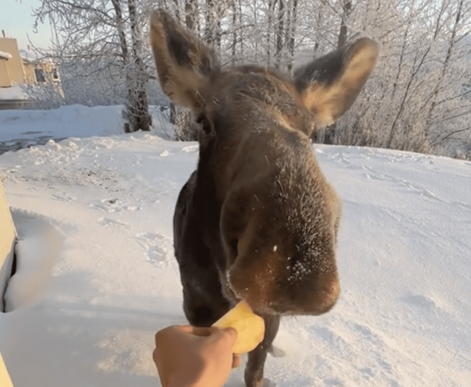 WATCH: Alaskan TikToker Hand Feeds Moose Out His Back Door