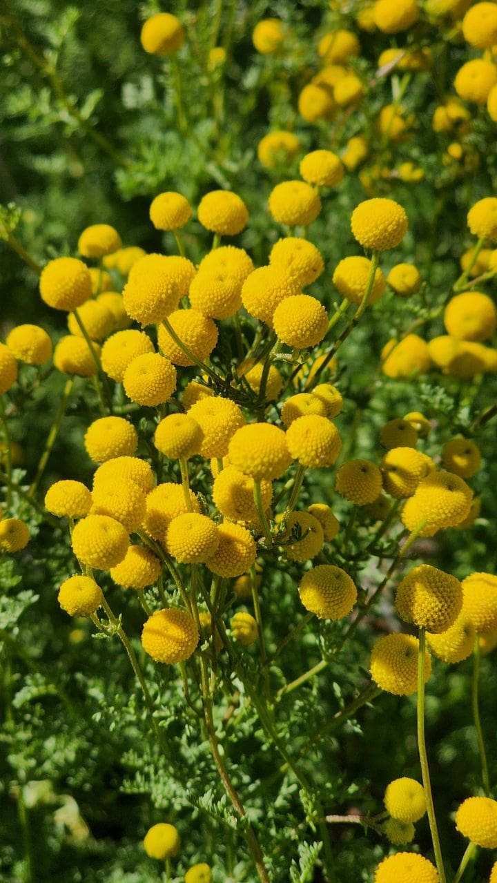 Portion of National Park Closed Due To Smelly "Stinknet" Plants ...