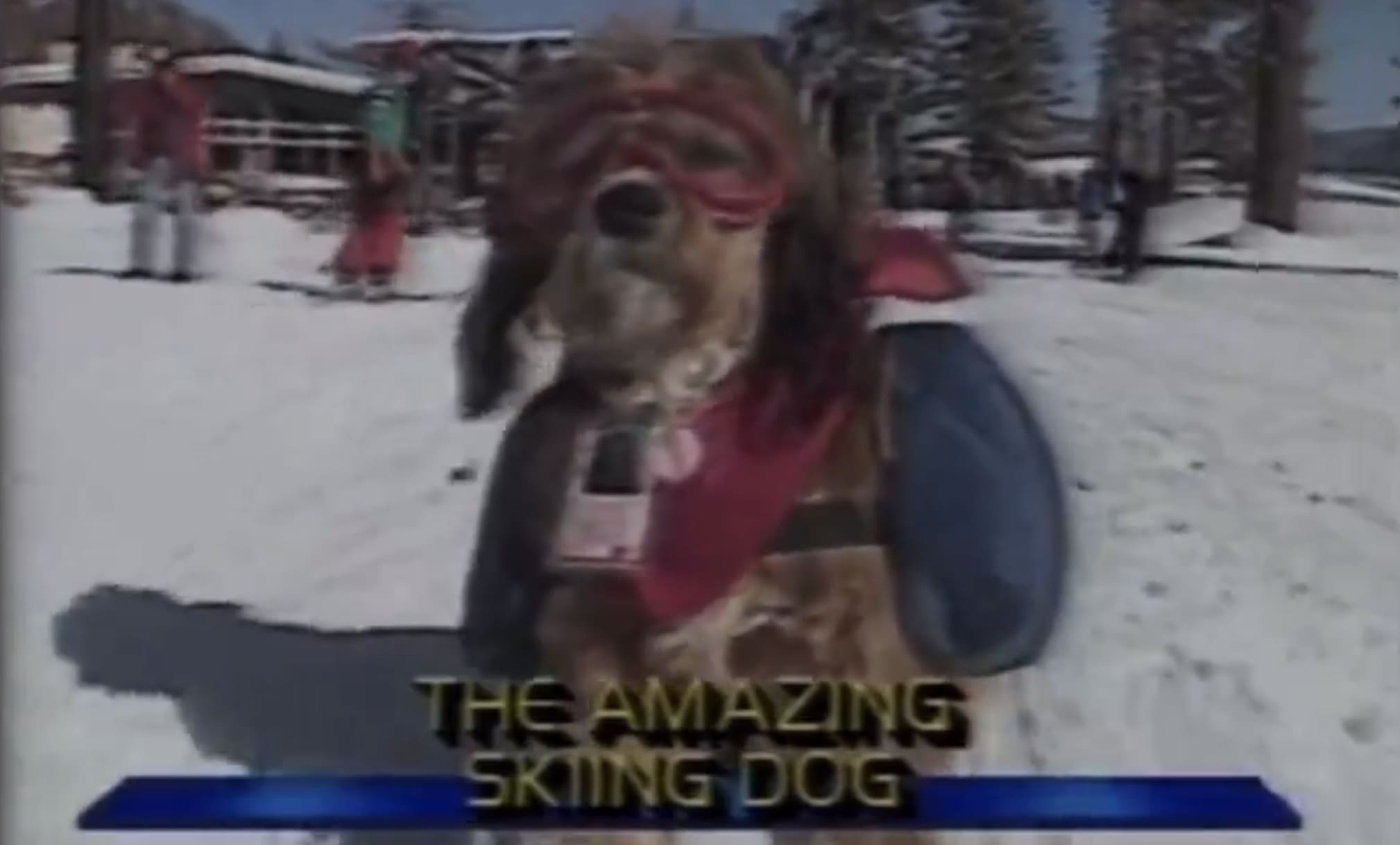 WATCH: Awesome Retro Television Clip Puts Icon Dog On Skis - Unofficial ...