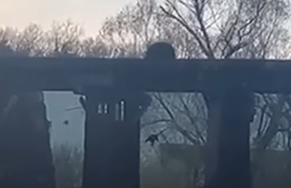 Momma Bear Snaps Into Rescue Mode After Cub Falls Off Bridge