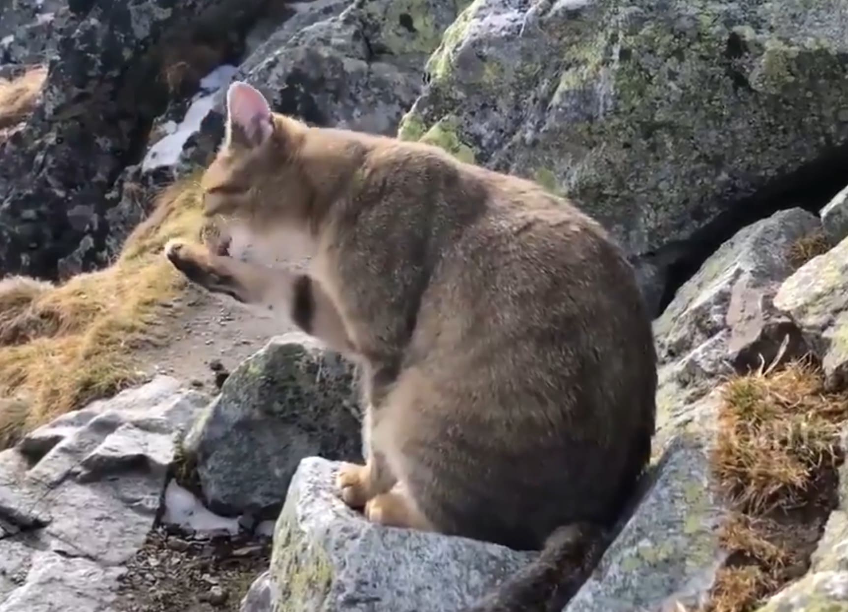 Polish Mountaineer Finds Zen Cat On Summit Of Country’s Largest ...