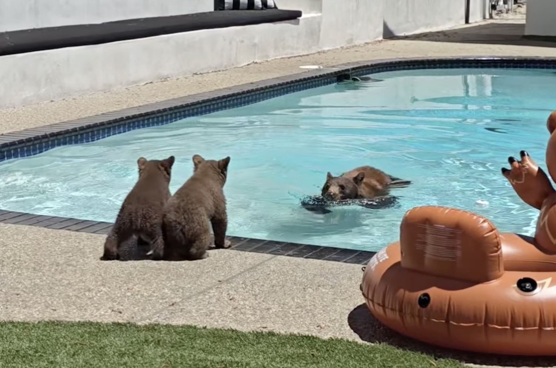 Bear Family Enjoys A Backyard Pool Day In California (Video ...