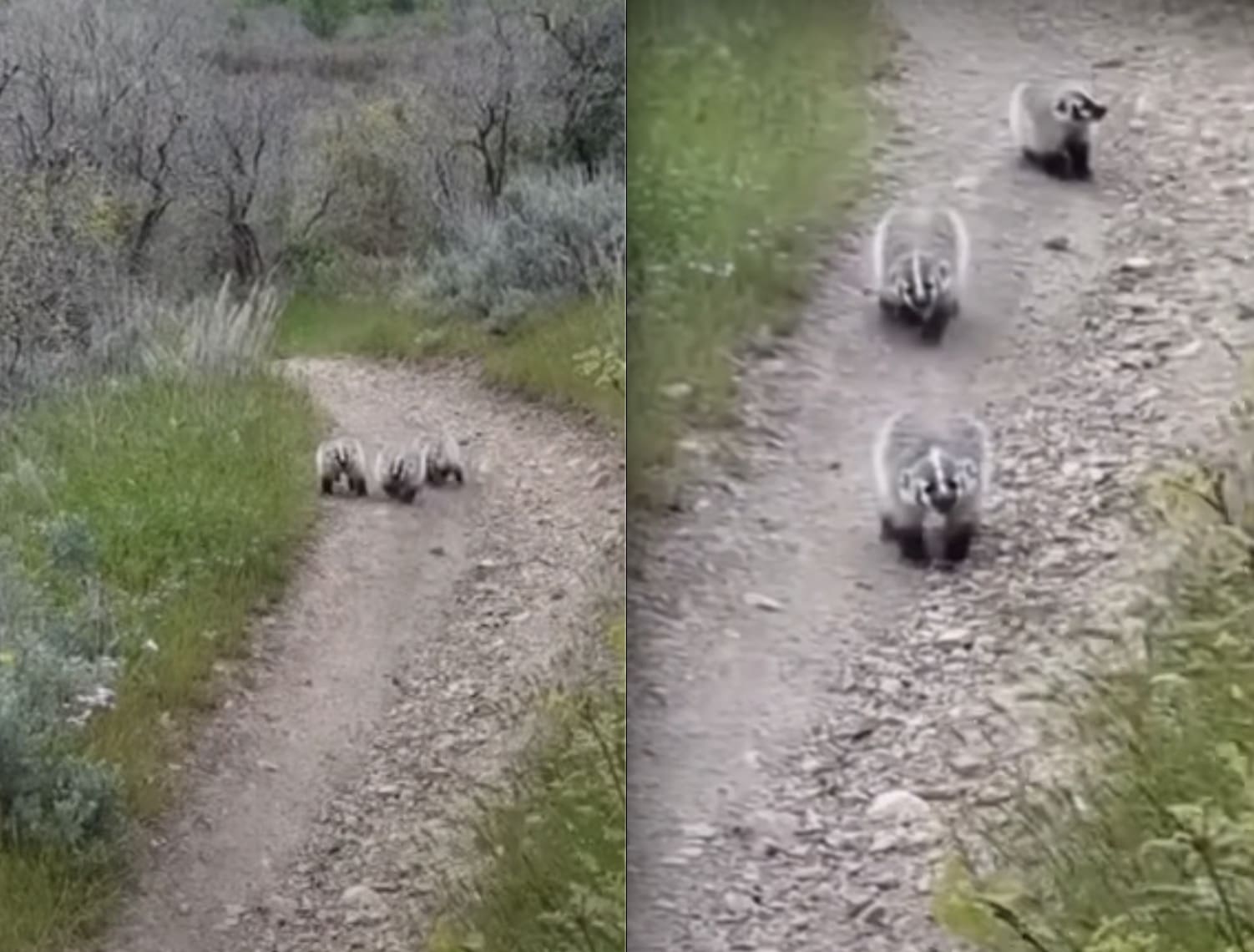 Utah Mountain Biker Has Intense Standoff With Badger Clan - Unofficial Networks