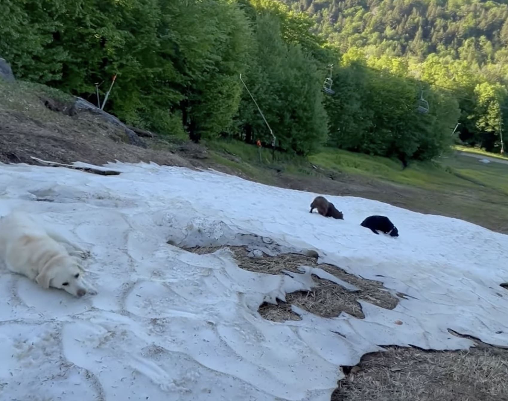 Labrador Trio Soak Up The Last Bit Of Snow @ Sugarbush Ski Resort ...
