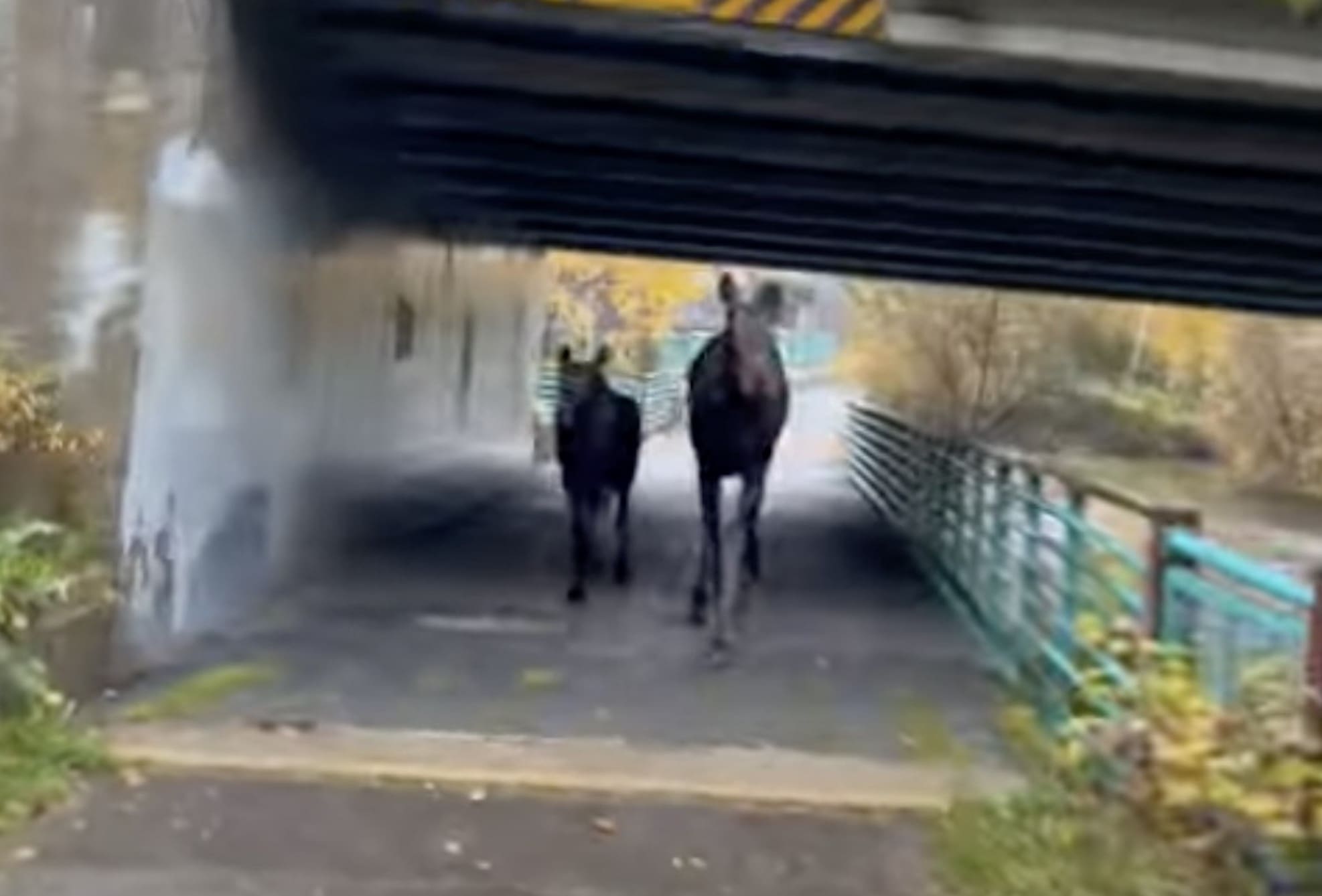 Moose Chase Down Alaskan Cyclist (Video) - Unofficial Networks