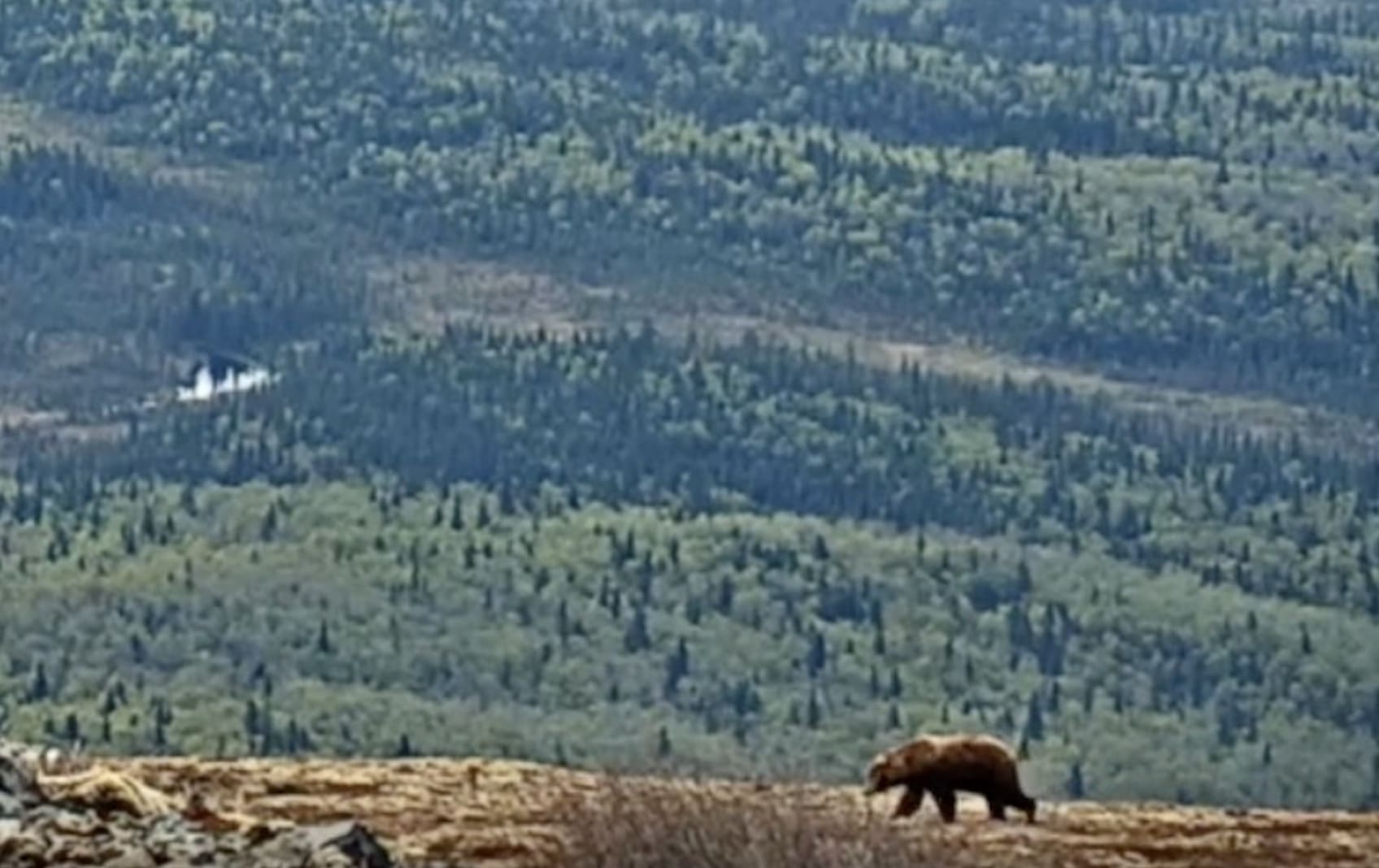 First Bear Of The Season Spotted On Katmai NP's Bear Cam