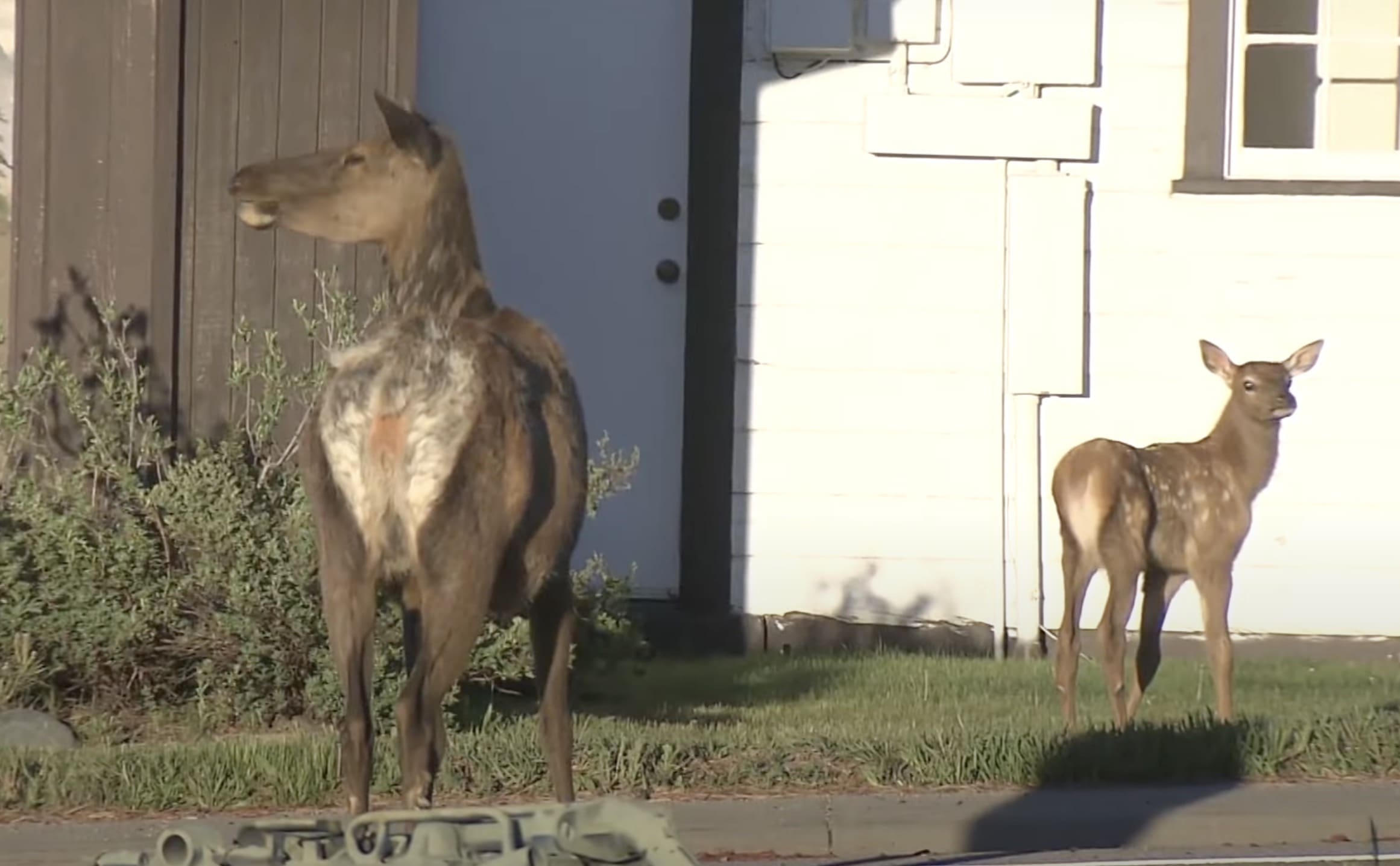 Colorado Parks & Wildlife Responds To Recent Rash of Elk Attacks ...
