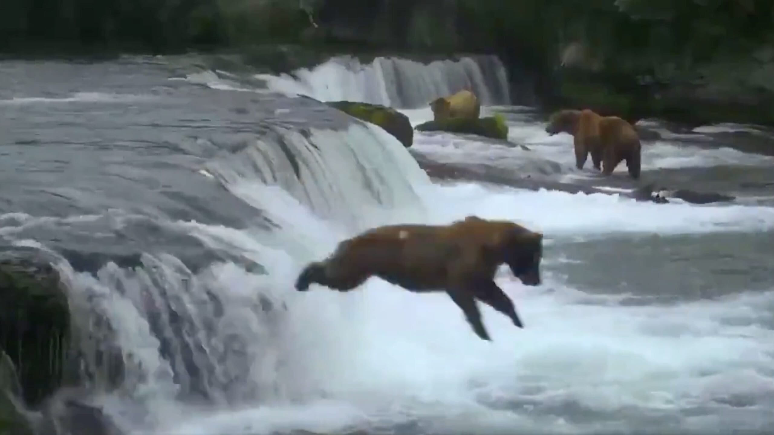 WATCH: Brown Bear Executes Flawless Belly Flop To Catch Salmon ...
