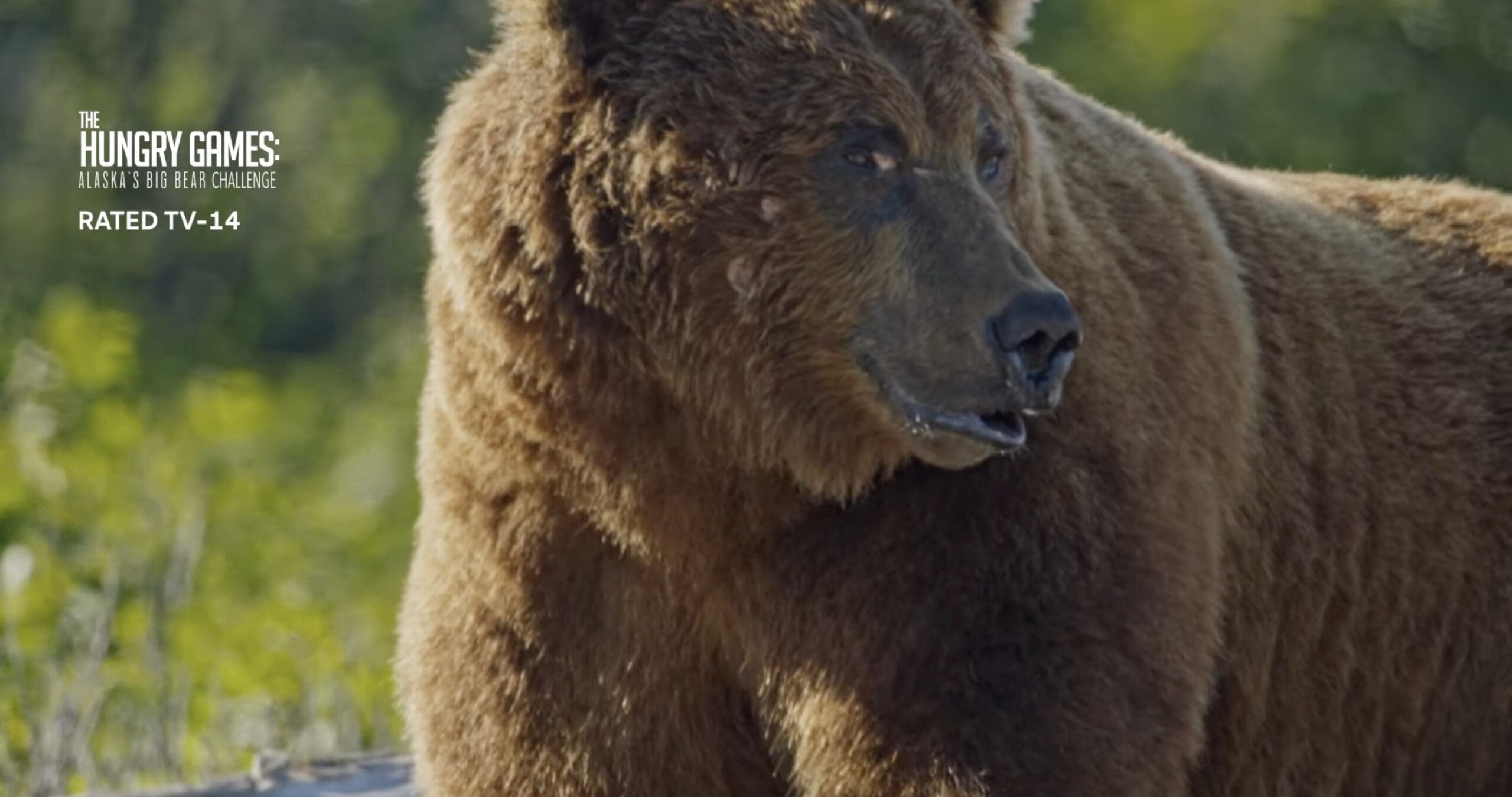 Fat Bears Of Katmai National Park Are Getting Their Own TV Show