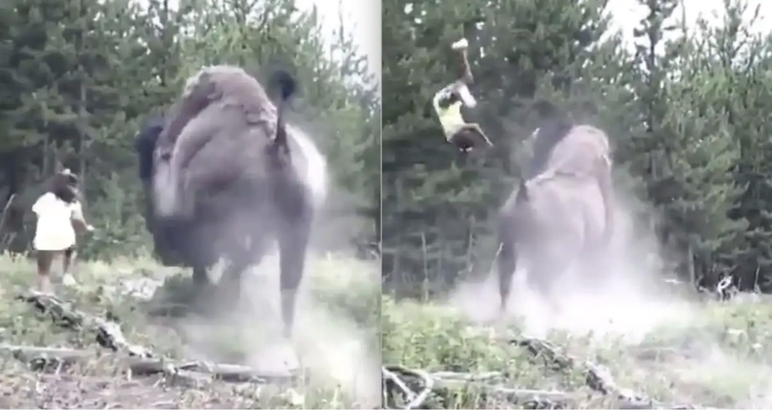 Shocking Moment: Bison Attacks and Tosses Young Girl in Yellowstone ...