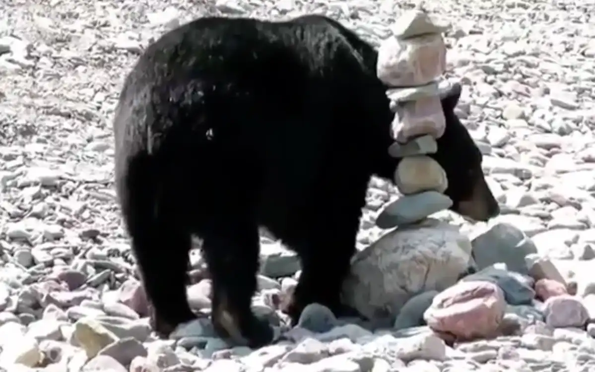 Glacier National Park Bear Demonstrates What To Do With Rock Stacks ...