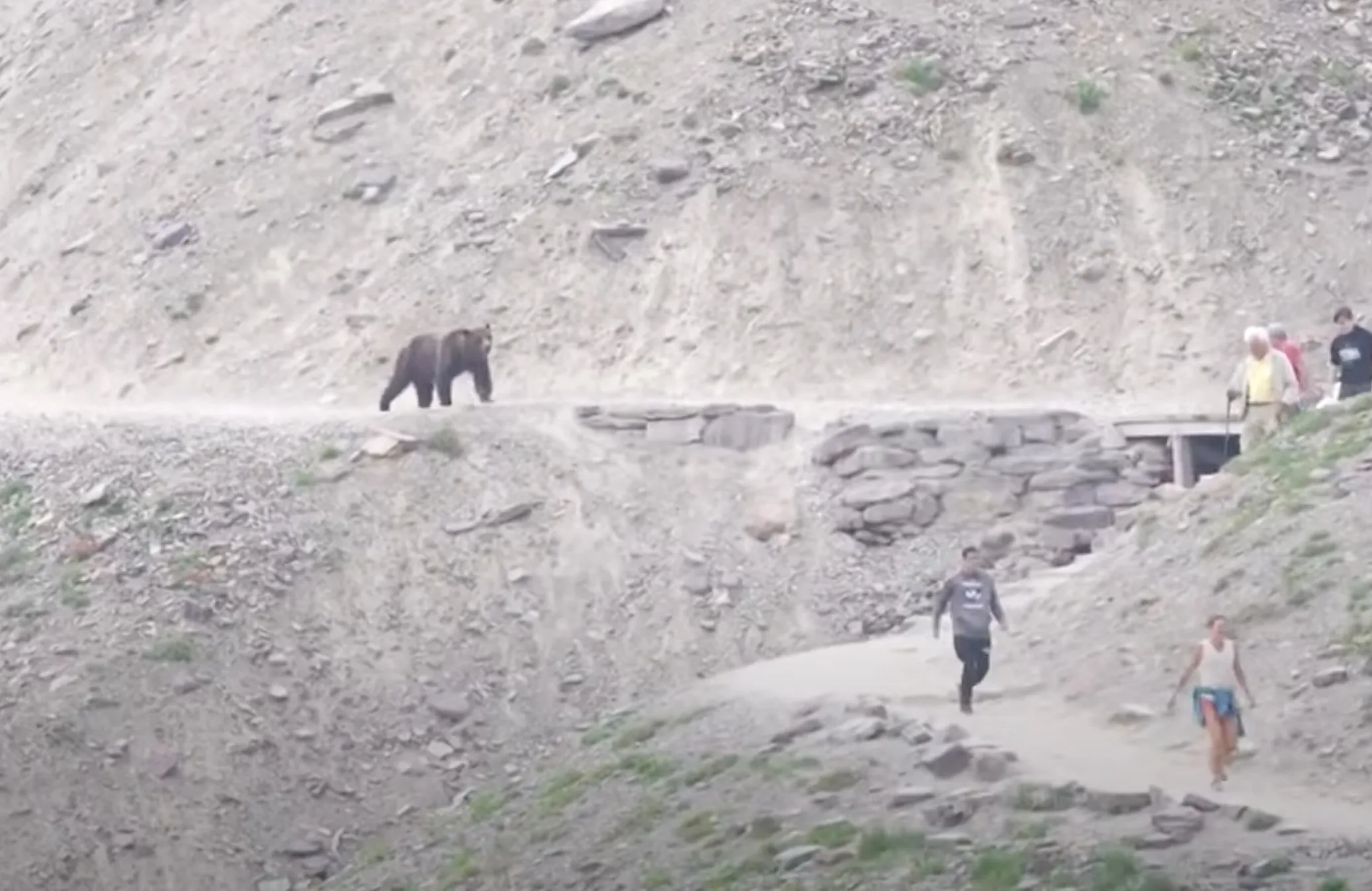 Grizzly Bear Sends Hikers Running @ Glacier National Park - Unofficial ...