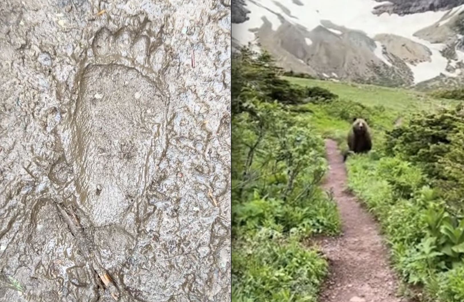 Solo Hiker Encounters Grizzly @ Glacier National Park - Unofficial Networks
