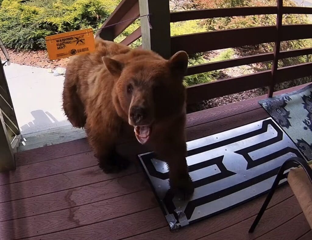These Electrified "BEAR BUSTER" Doormats Work Like A Charm - Unofficial Networks
