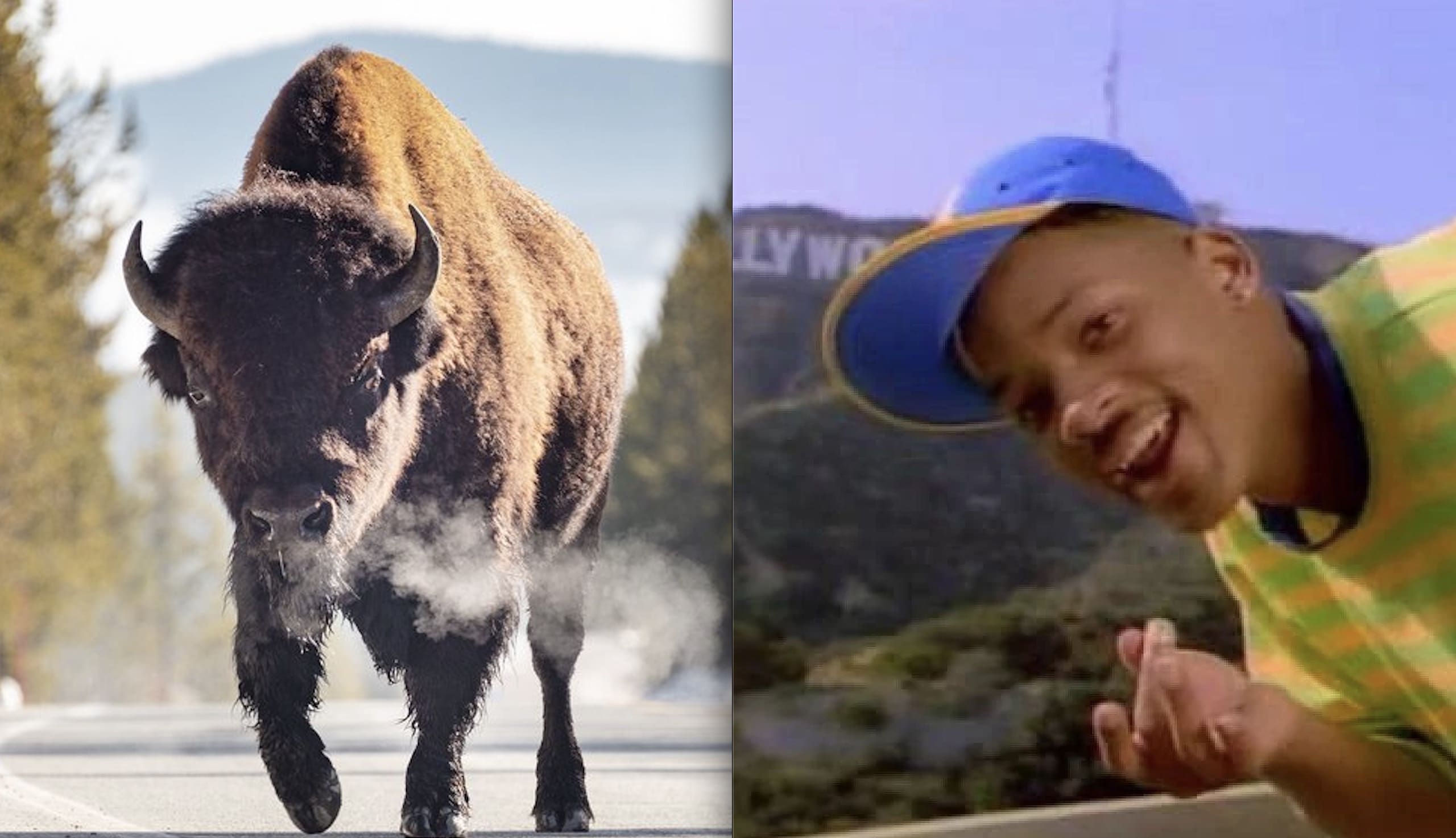 Yellowstone National Park References Fresh Prince of Bel-Air In Bison ...
